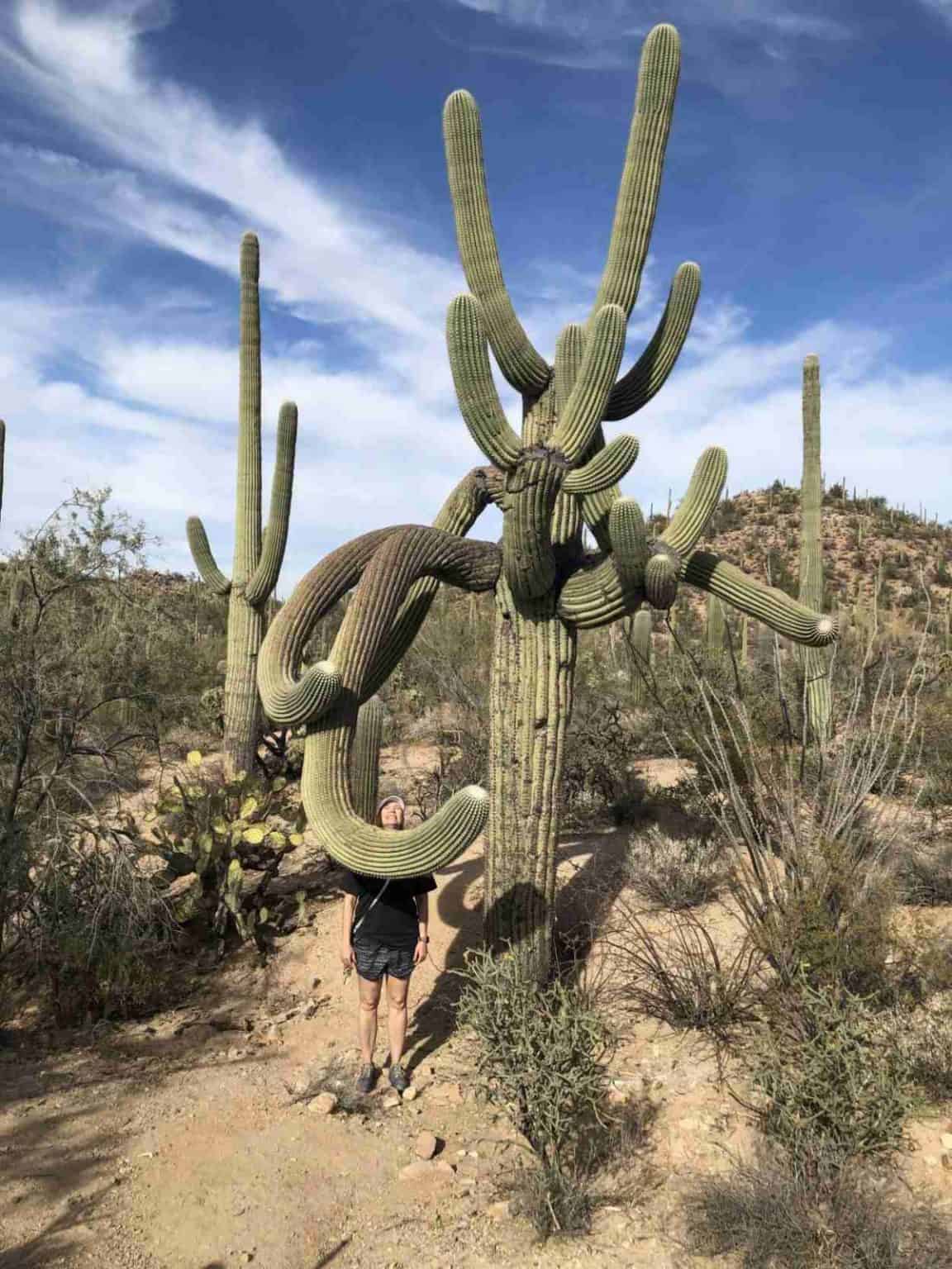 Is Saguaro National Park Worth Visiting? Honest Take
