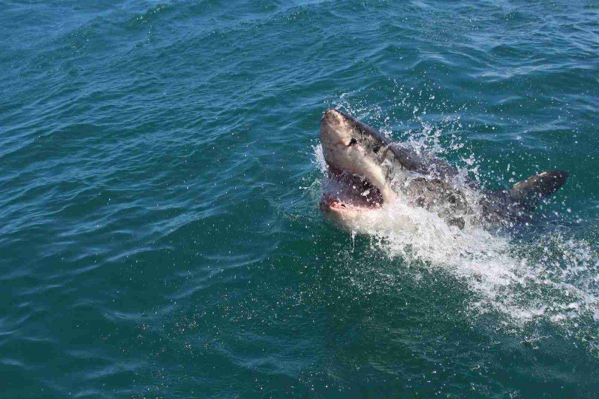 Cape Cod Harbors Unexpected Wildlife - Miles with McConkey