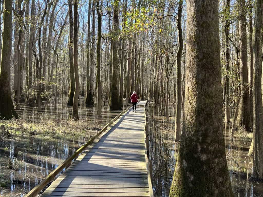 Congaree National Park Guide: Plan Your Trip