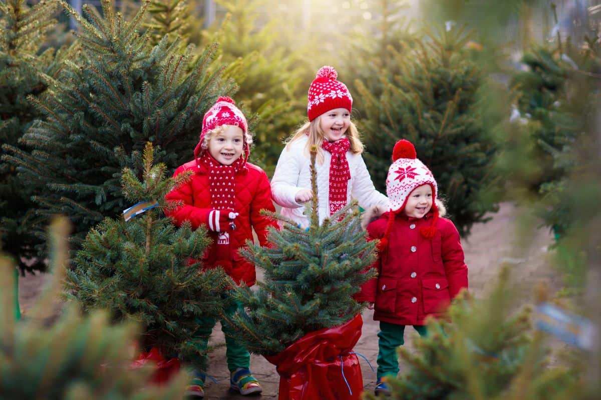 The Top 10 Christmas Tree-Producing States