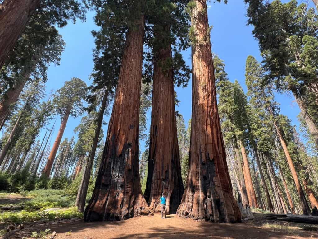 14 Things You Can't Miss in Sequoia National Park