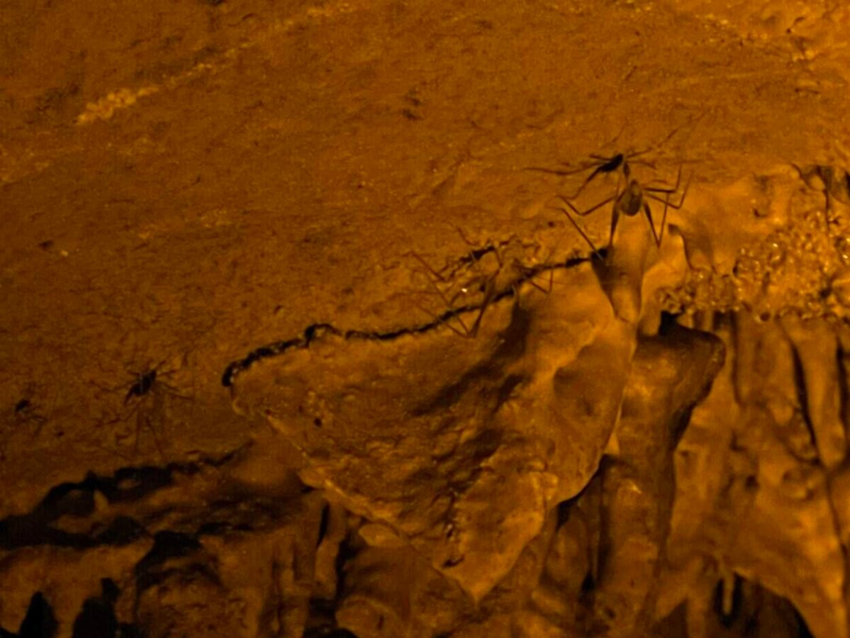 Must-Know Tips for Exploring Mammoth Cave National Park