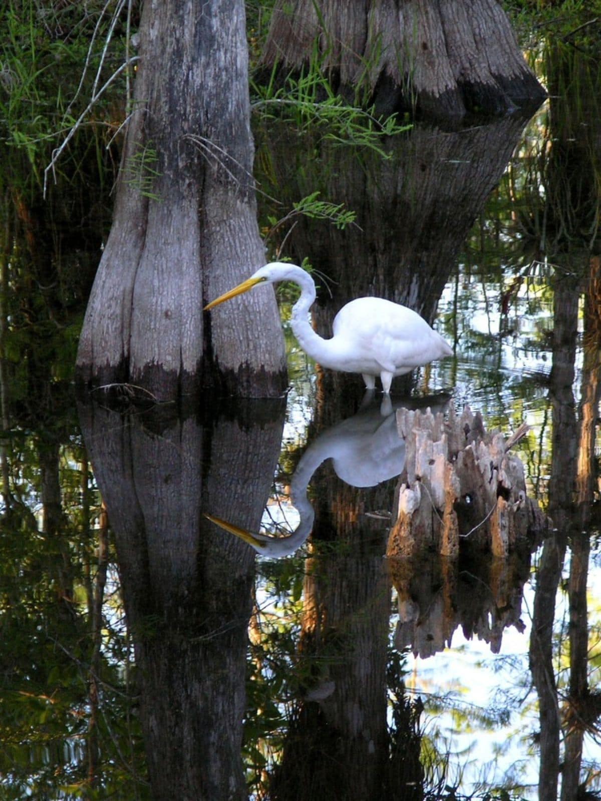 Things To Do in Everglades National Park