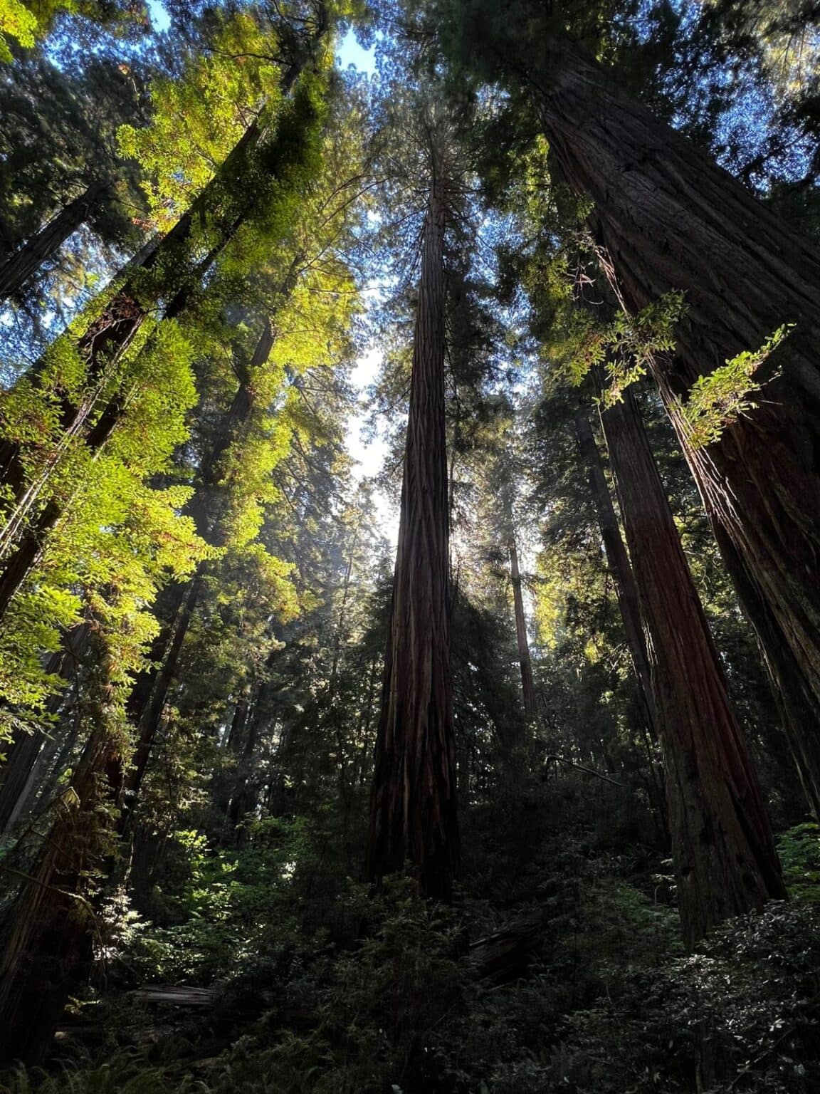 Is Redwood National Park Worth Visiting? Here's Why It Is