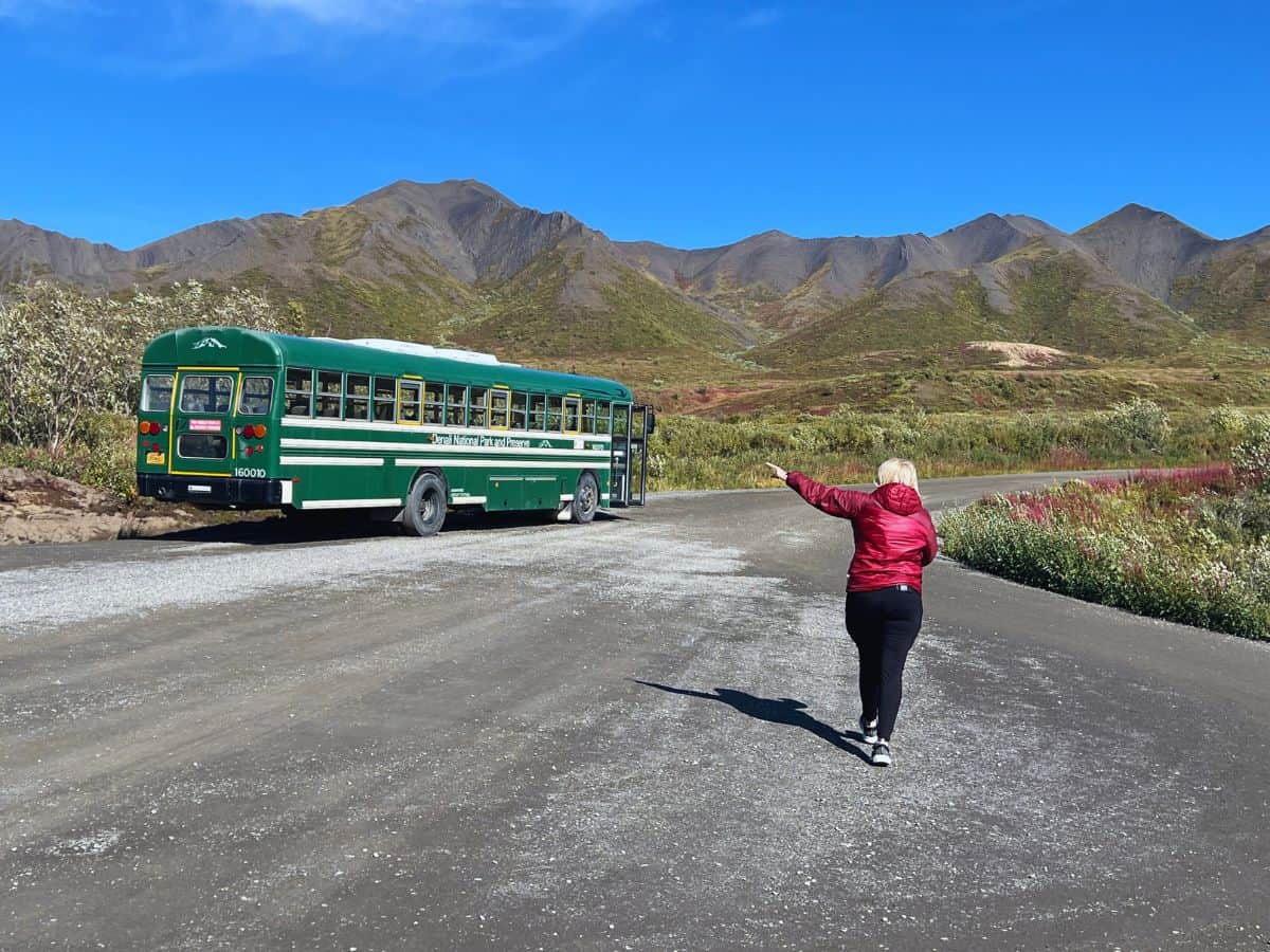 Denali Transit vs Tour Bus: Which Option Is Best for Your Trip?