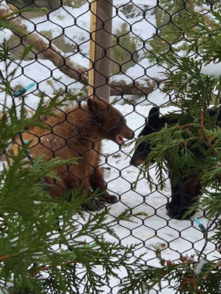 What’s New at the Cincinnati Zoo in 2026